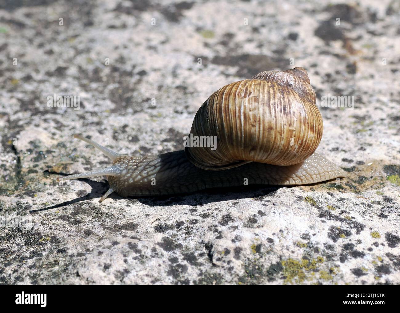 snail, Roman snail, edible snail, Schneckenhaus, Weinbergschnecke ...