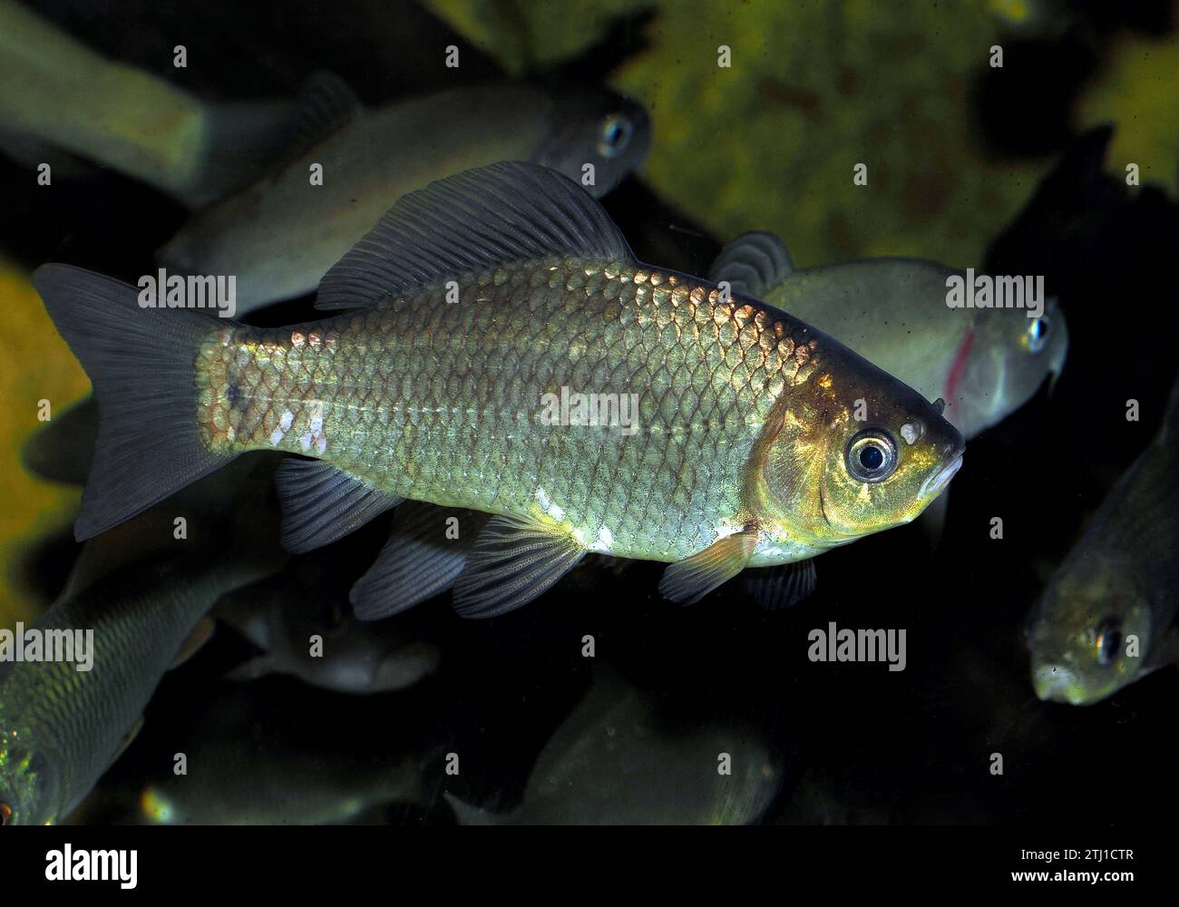 Carassin commun hi-res stock photography and images - Alamy