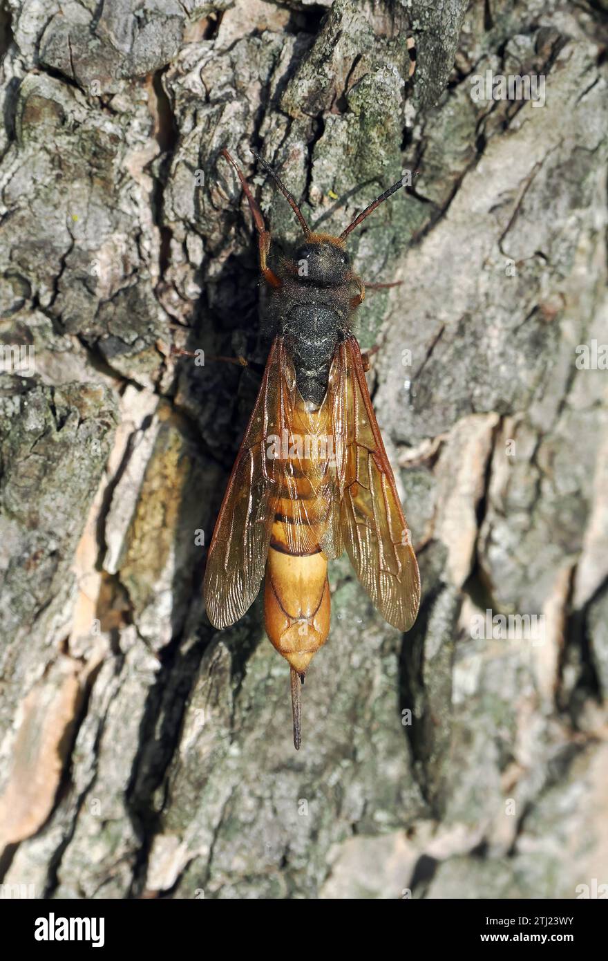Tremex wasp hi-res stock photography and images - Alamy