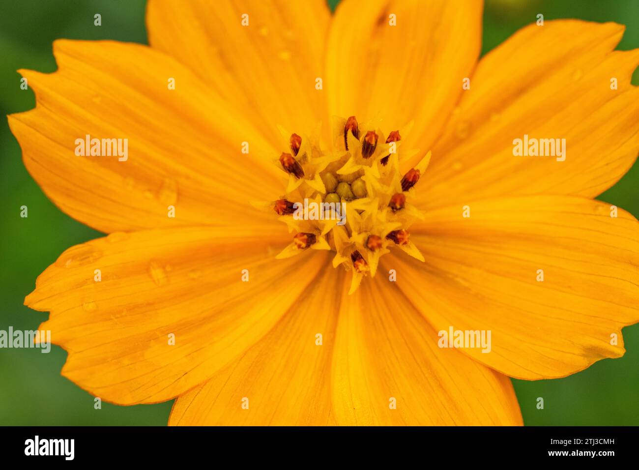 Cosmos sulphureus is also known as sulfur cosmos and yellow cosmos ...