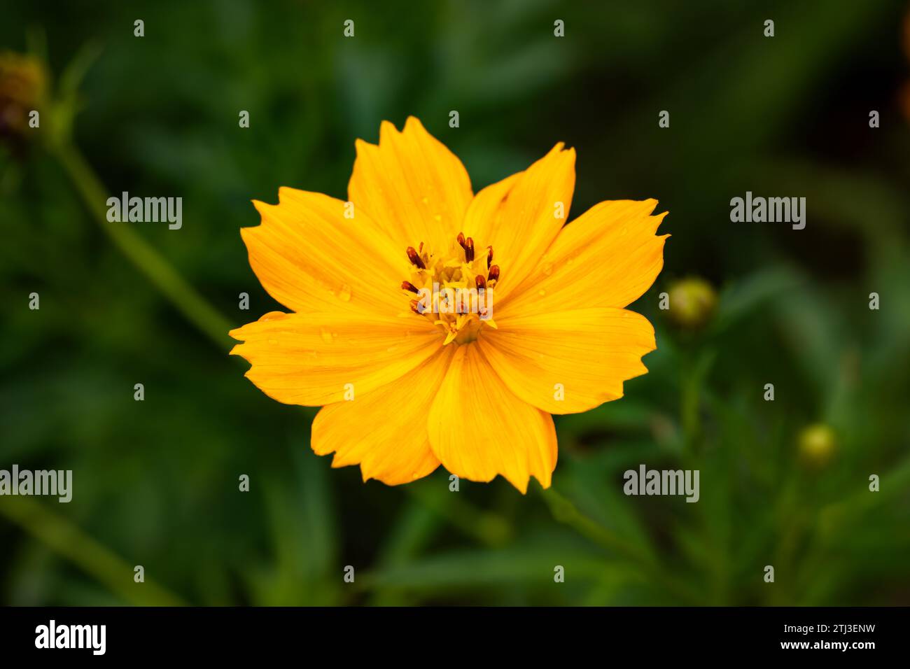 Macro photo of Cosmos sulphureus is also known as sulfur cosmos and ...