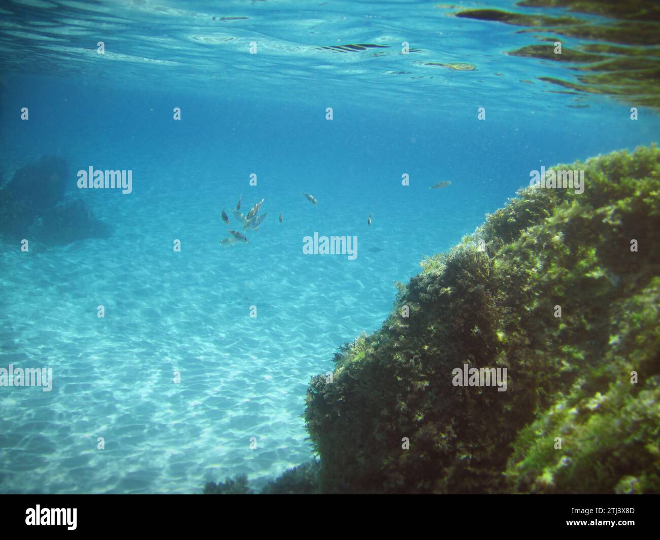 Underwater reflection fish hi-res stock photography and images - Alamy