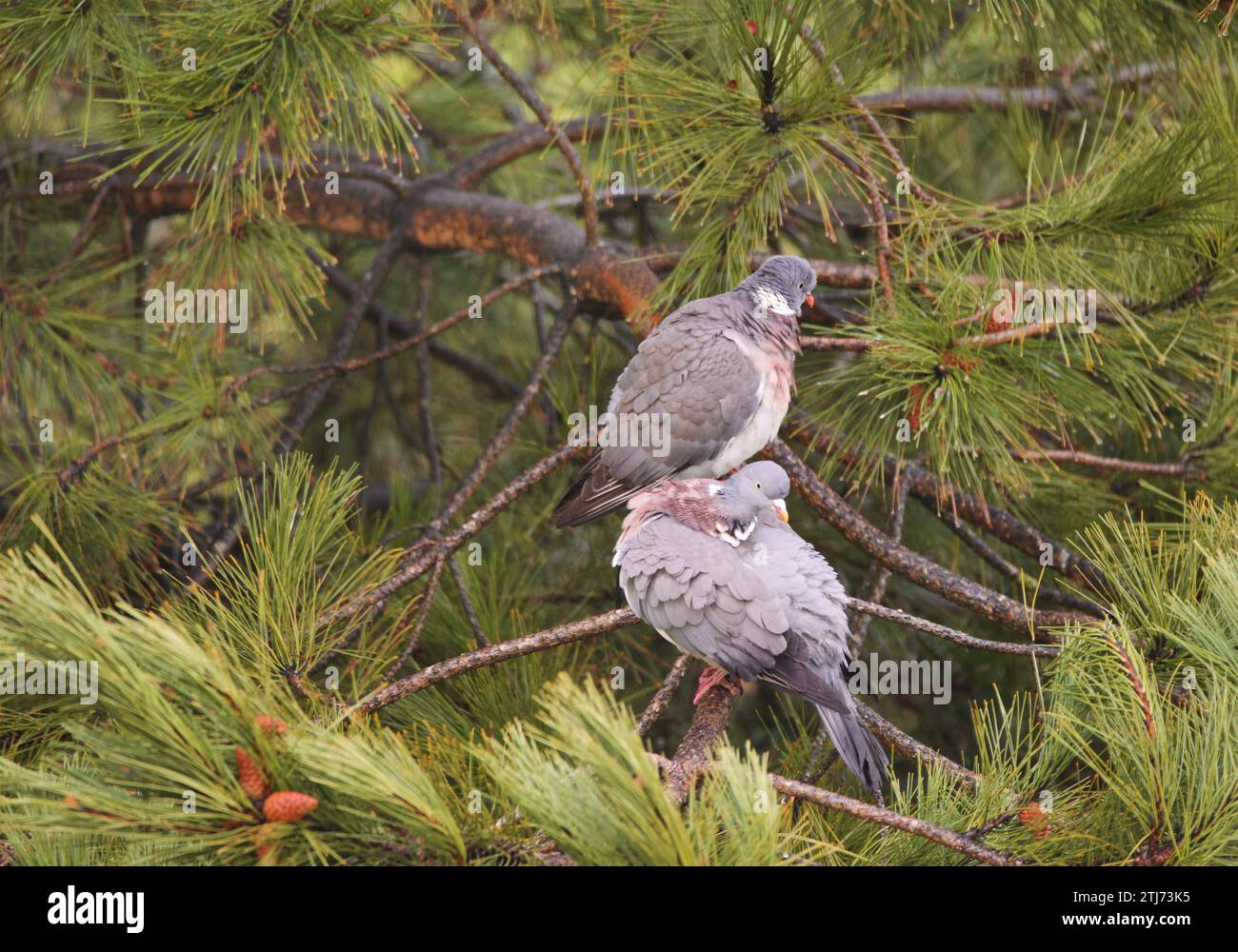 Common Wood Pigeons in a pine tree, Brighton, Engand. The common wood ...