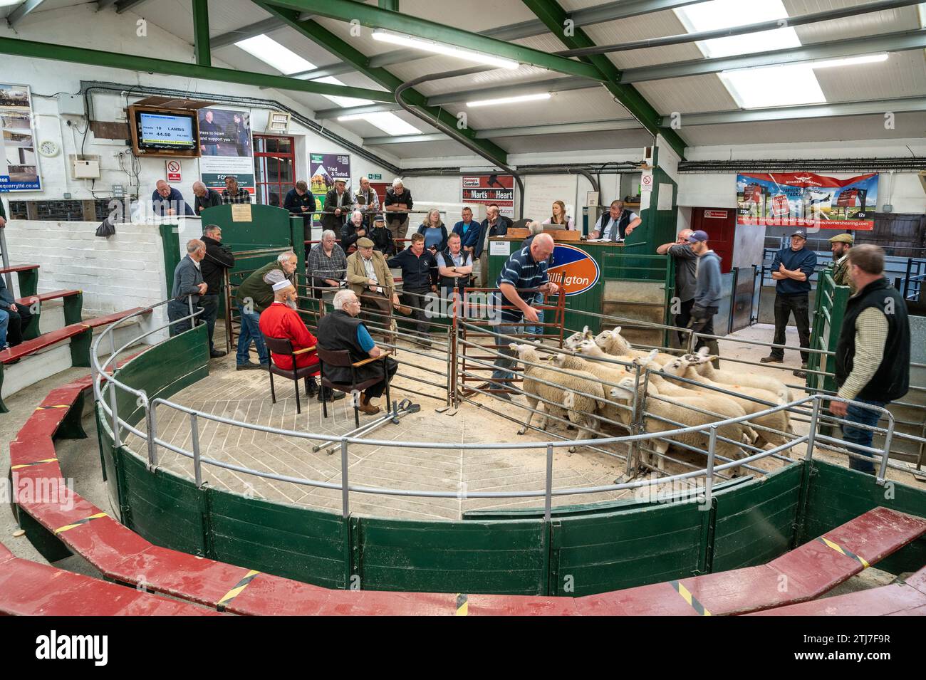 Livestock Auction in Hawes auction mart Stock Photo - Alamy