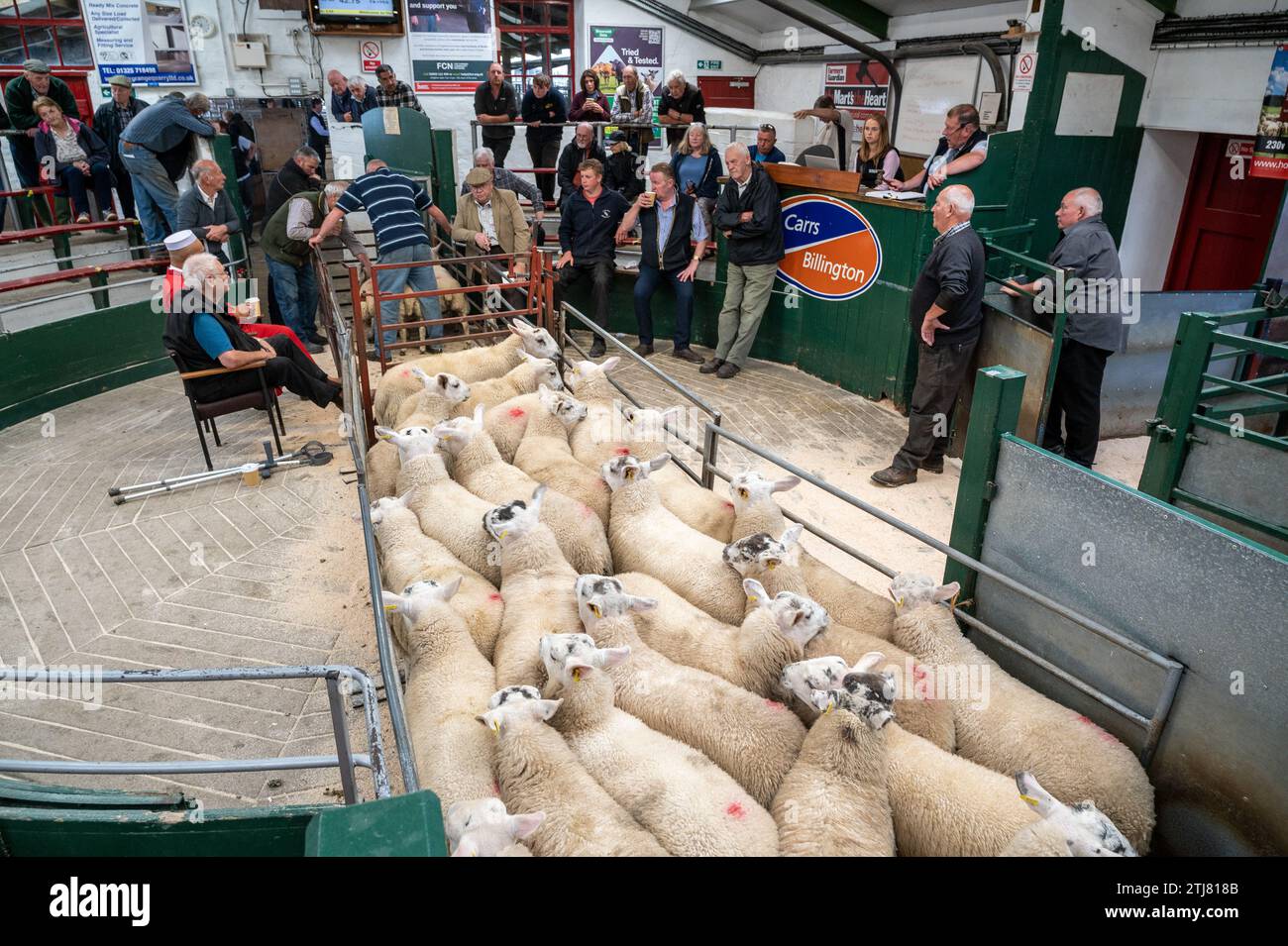 Livestock Auction in Hawes auction mart Stock Photo - Alamy