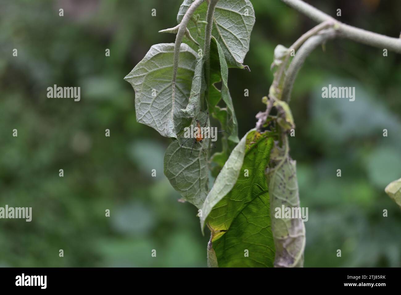 An orange colored lynx spider is on the hanging leaf surface of a ...