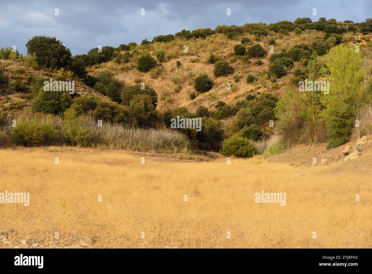 Swamp bed hi-res stock photography and images - Alamy