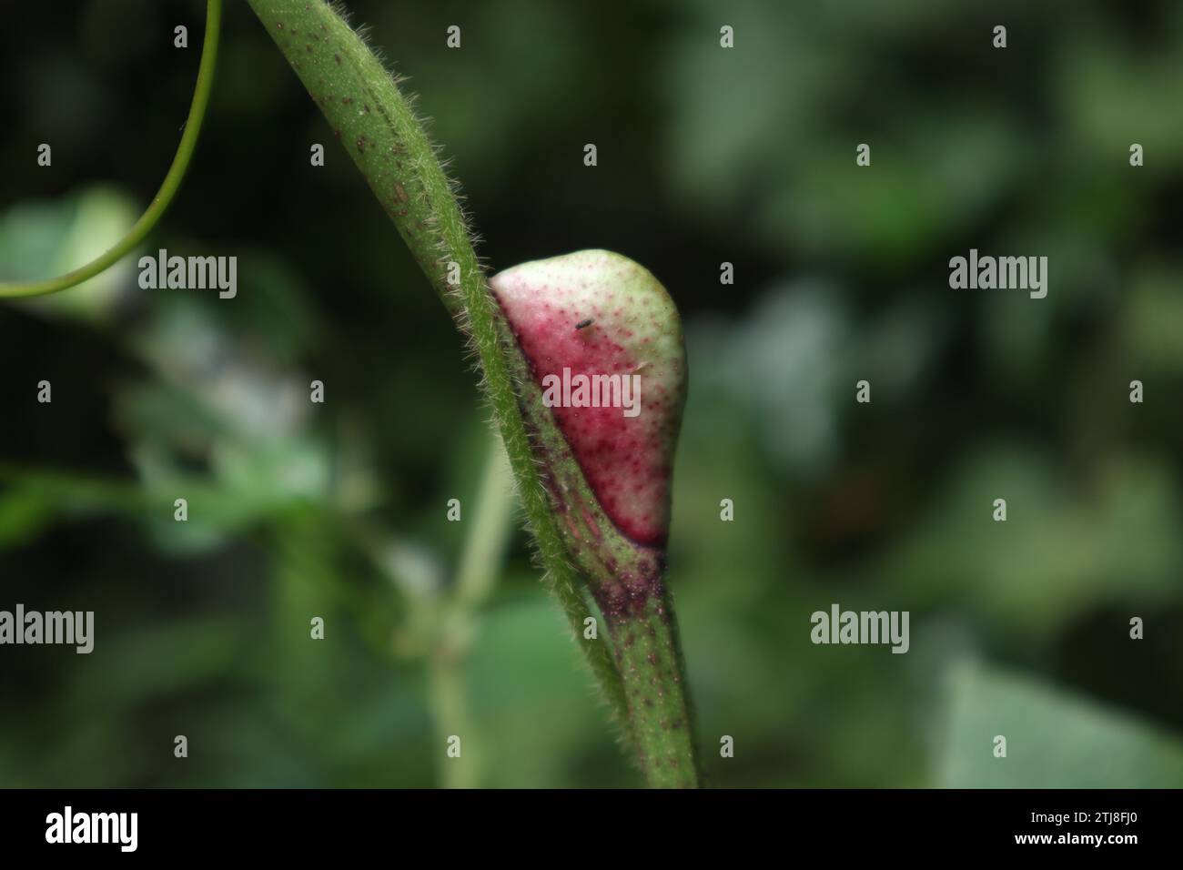 Bandicoot berry plant hi-res stock photography and images - Alamy