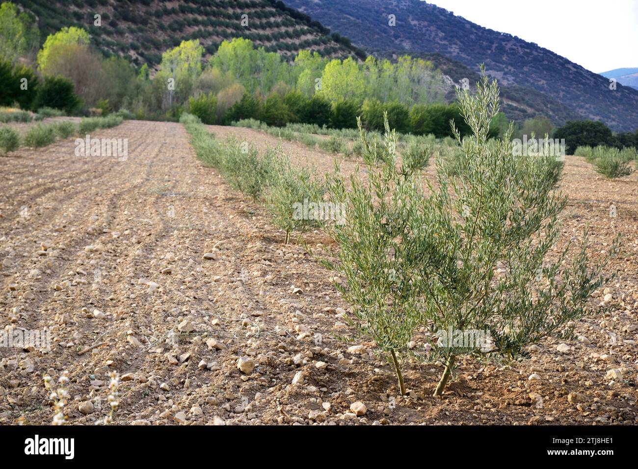 New olive tree plantation. Benalúa de las Villas, Granada, Andalucía ...