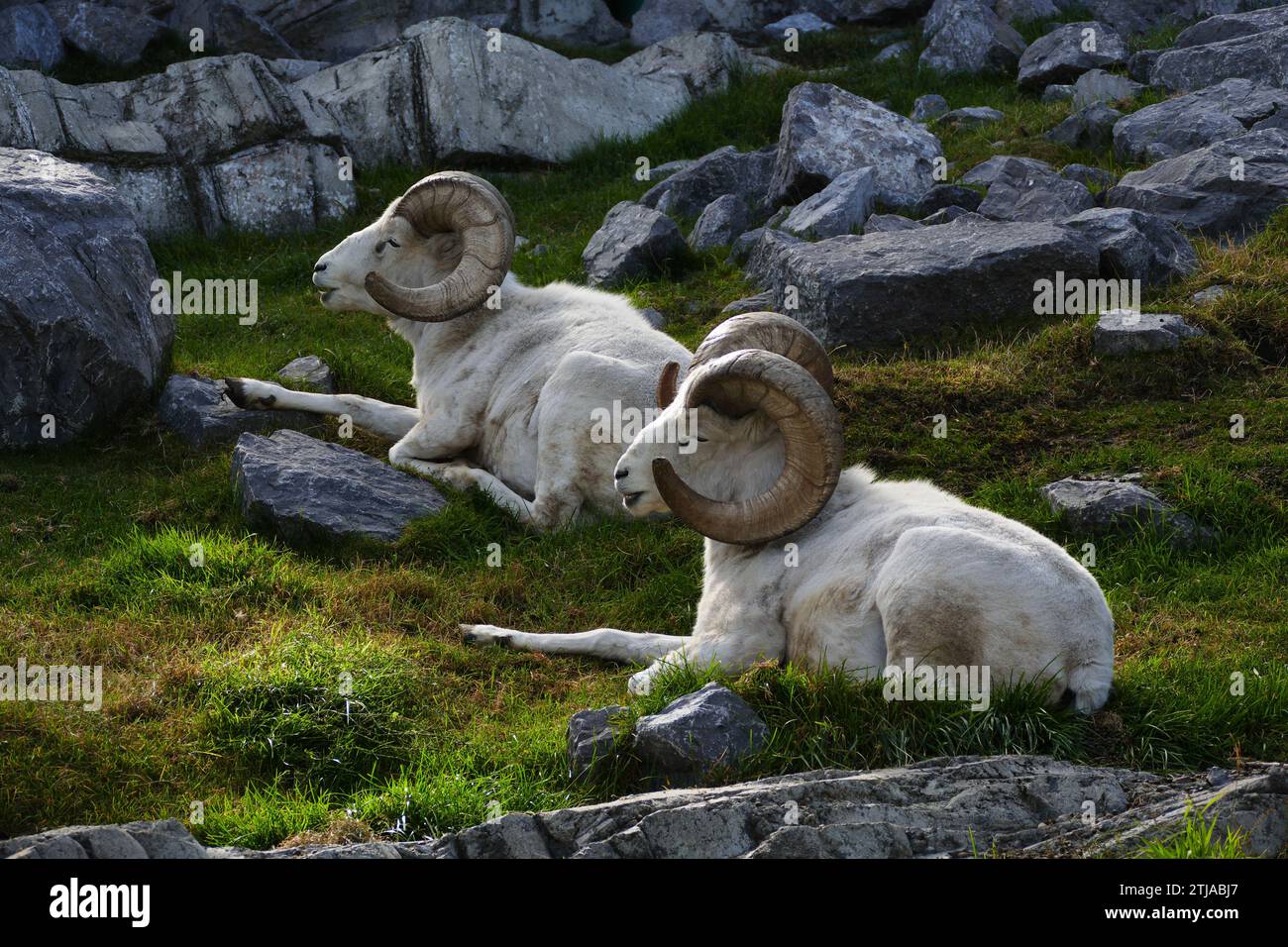 Ovis dalli, also known as the Dall sheep or thinhorn sheep, is a species of wild sheep native to ...