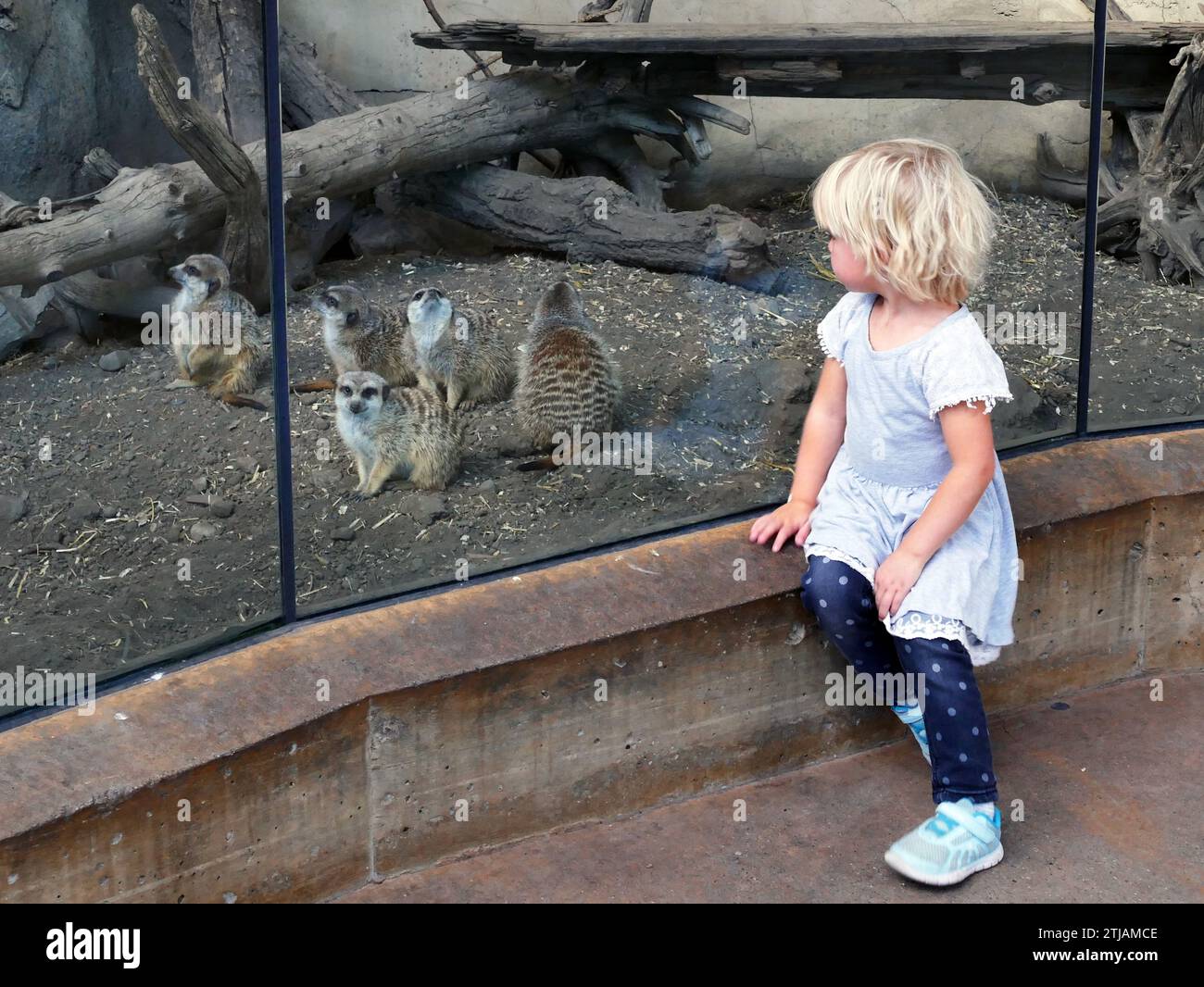 A day at the zoo. Child looking into Meerkat enclosure. Calgary Zoo ...