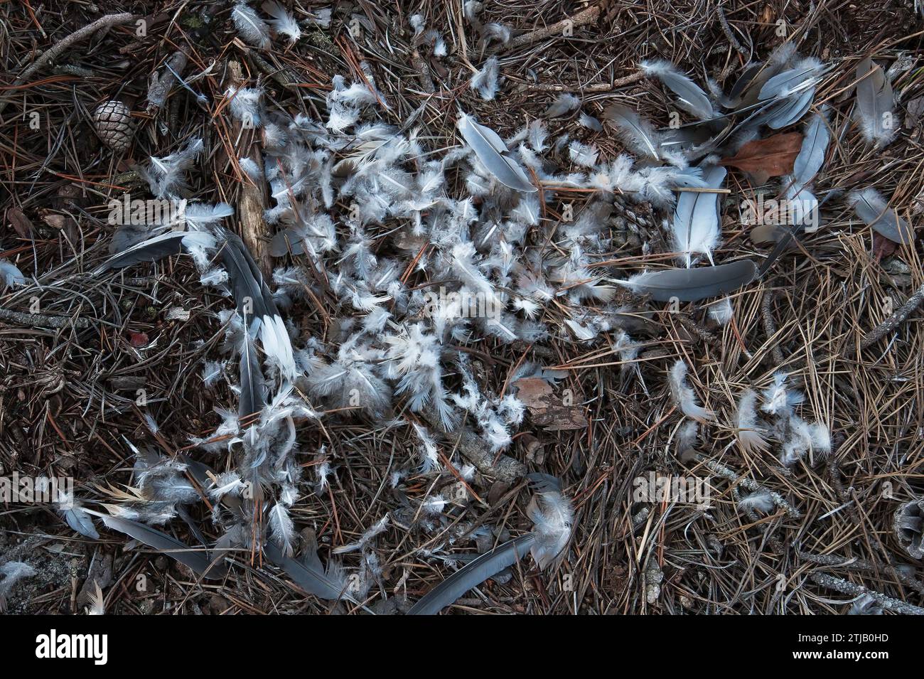 Pigeon feathers hi-res stock photography and images - Alamy