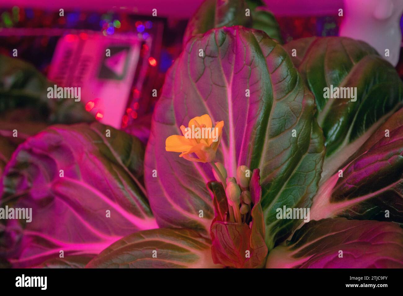 Veg 03l hi-res stock photography and images - Alamy