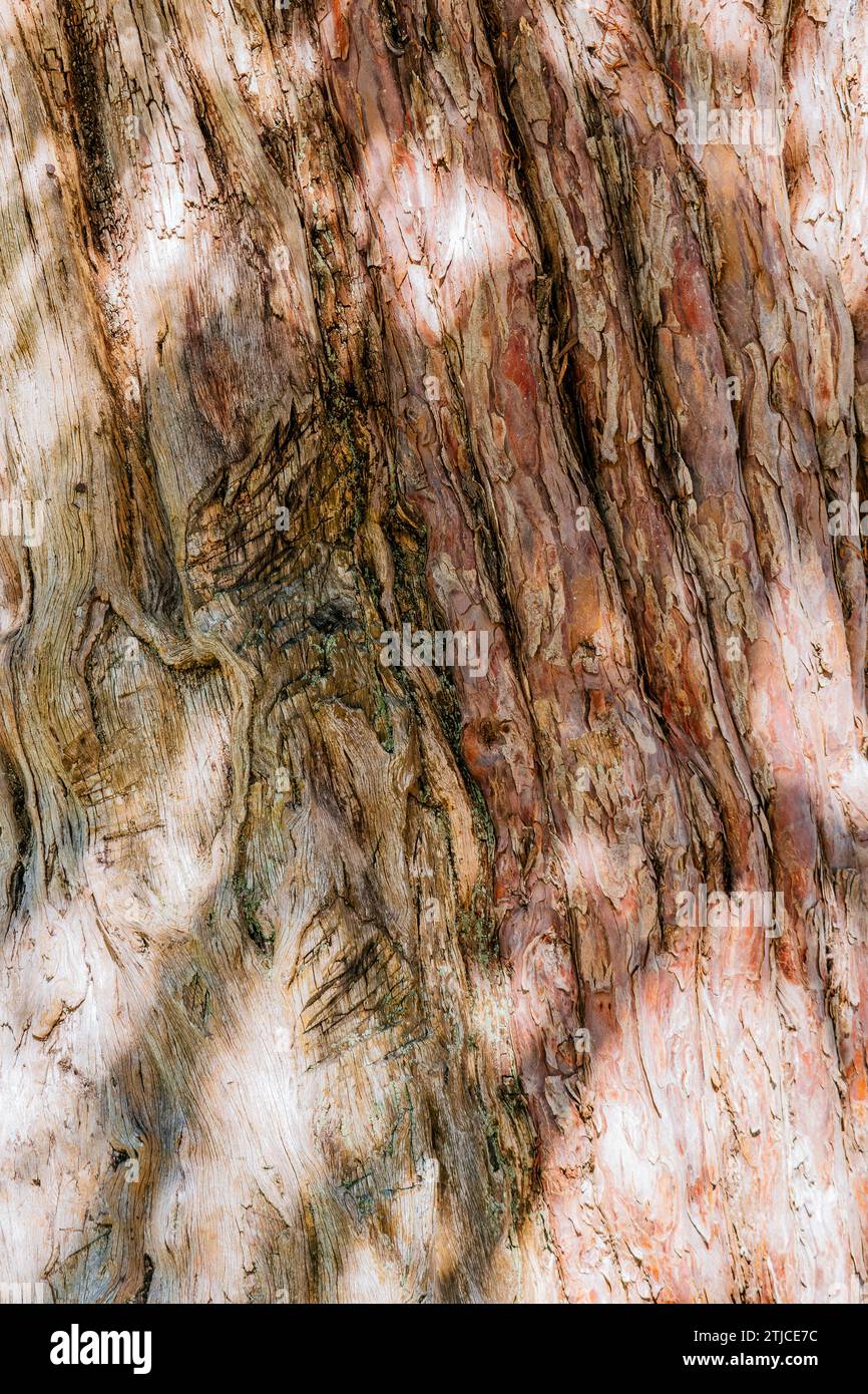 Trunk detail. Centennial yew tree next to the Pedroveya hermitage ...