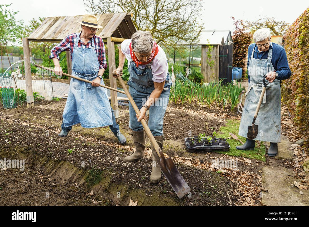Group of elderly friends engaging in gardening, working the soil in a ...