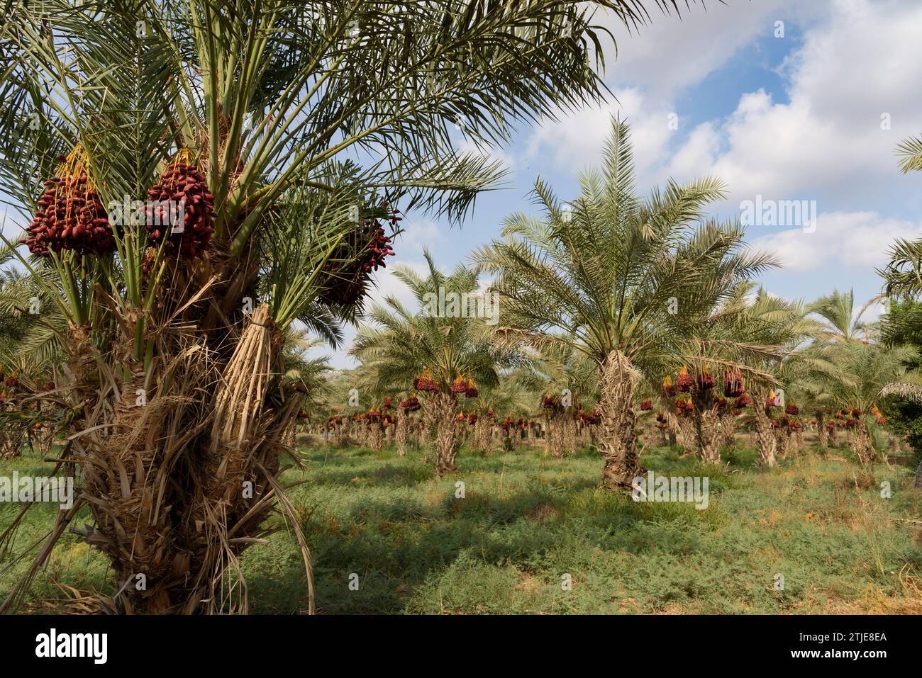 Date Palms, Deganya Alef, Northern District, Israel. Phoenix ...