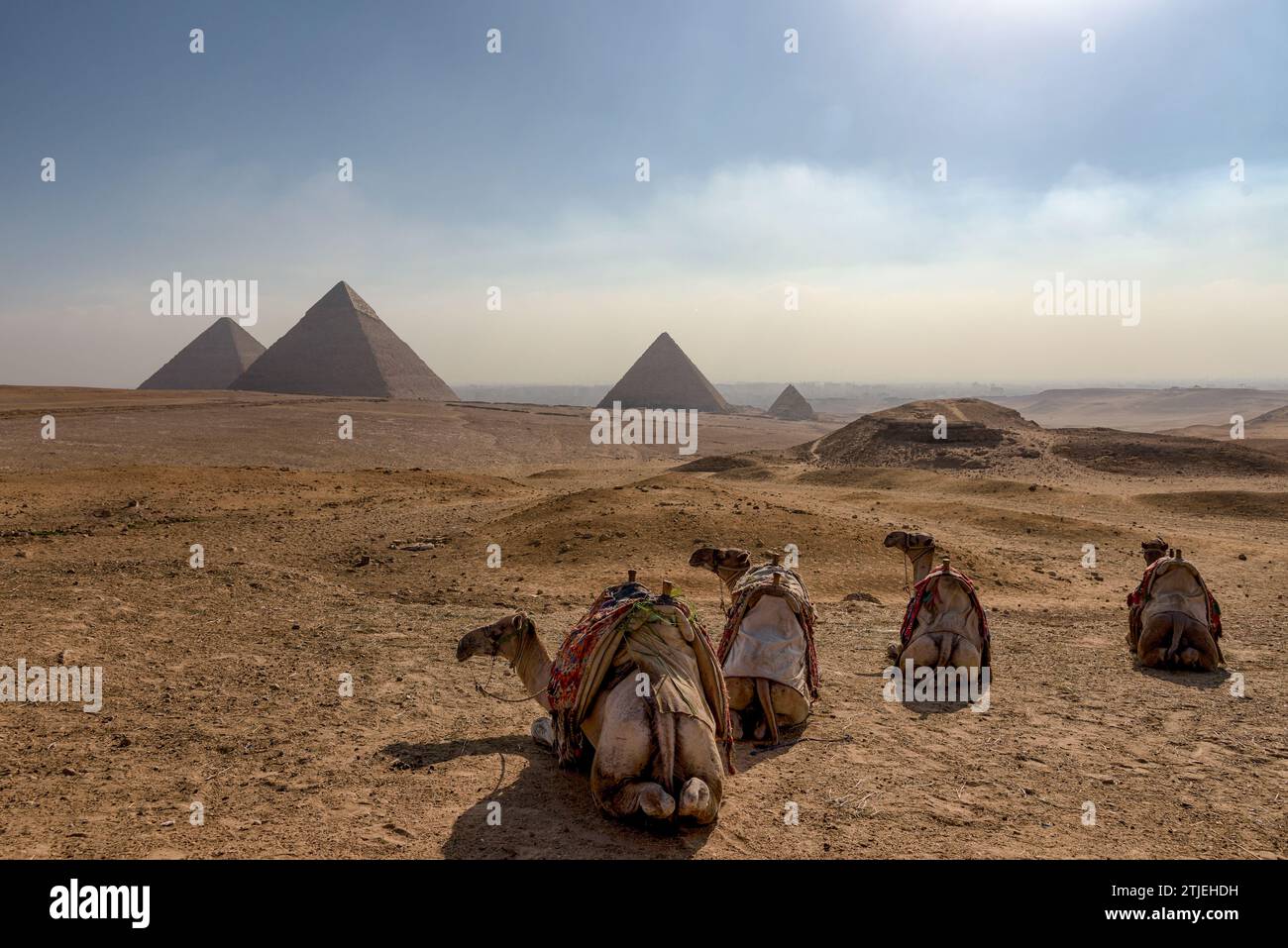 Camels in the desert overlooking the pyramids at Giza. Nazlat as Sammān ...
