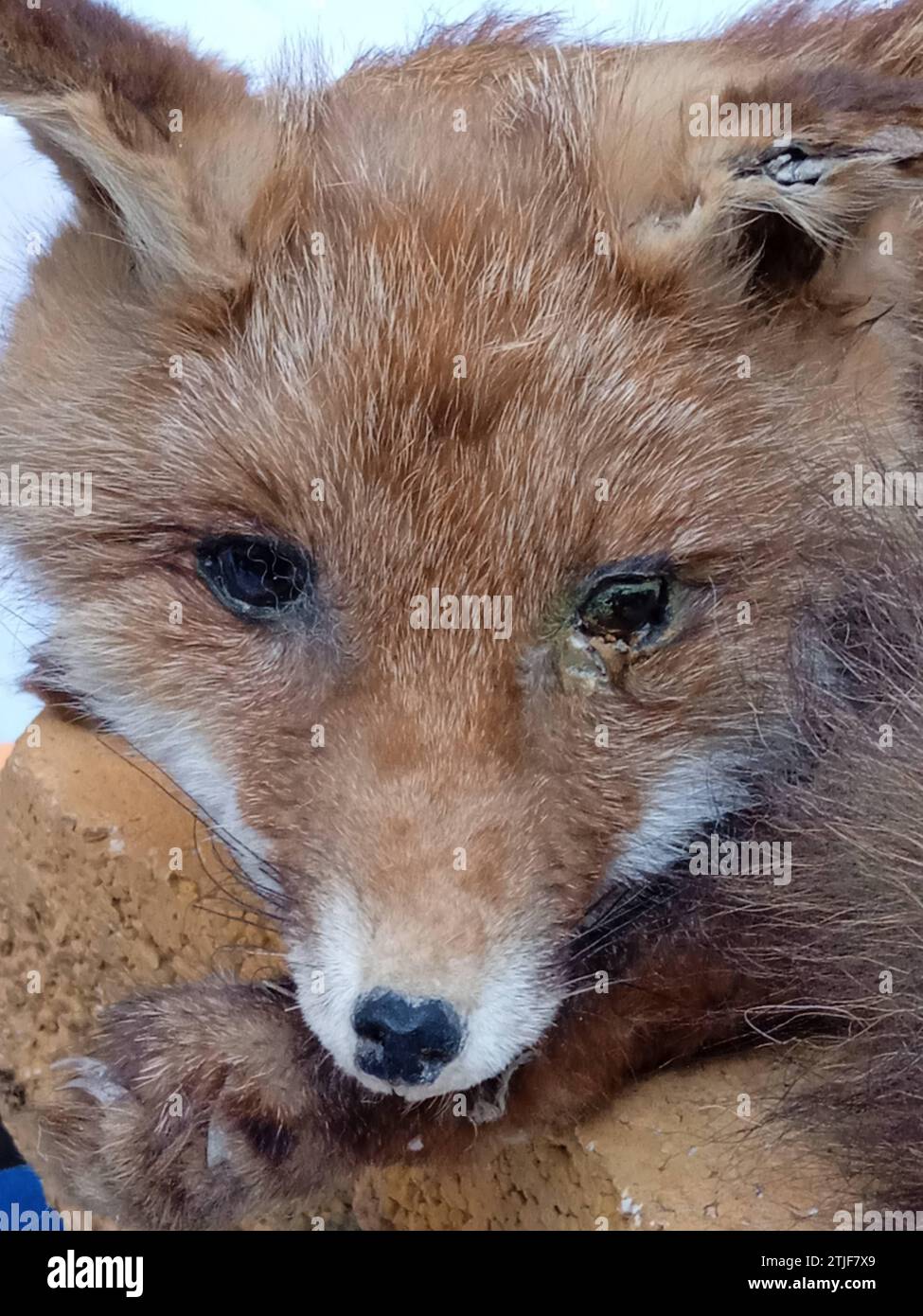 a fox an wild animal in nature a fox is an wild animal Stock Photo - Alamy