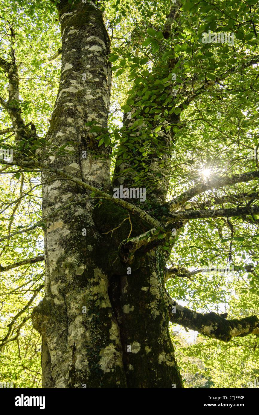 Sunbeams between leaves beech hi-res stock photography and images - Alamy