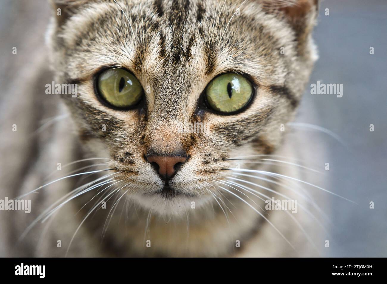 Cats attentive eyes hi-res stock photography and images - Alamy