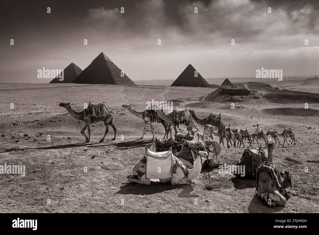 Monochrome image of a camel caravan on the Giza Plateau, Egypt. Nazlat ...