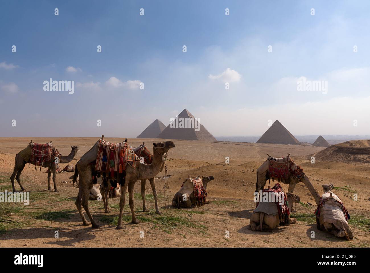 Egyptian caravan camels hi-res stock photography and images - Alamy