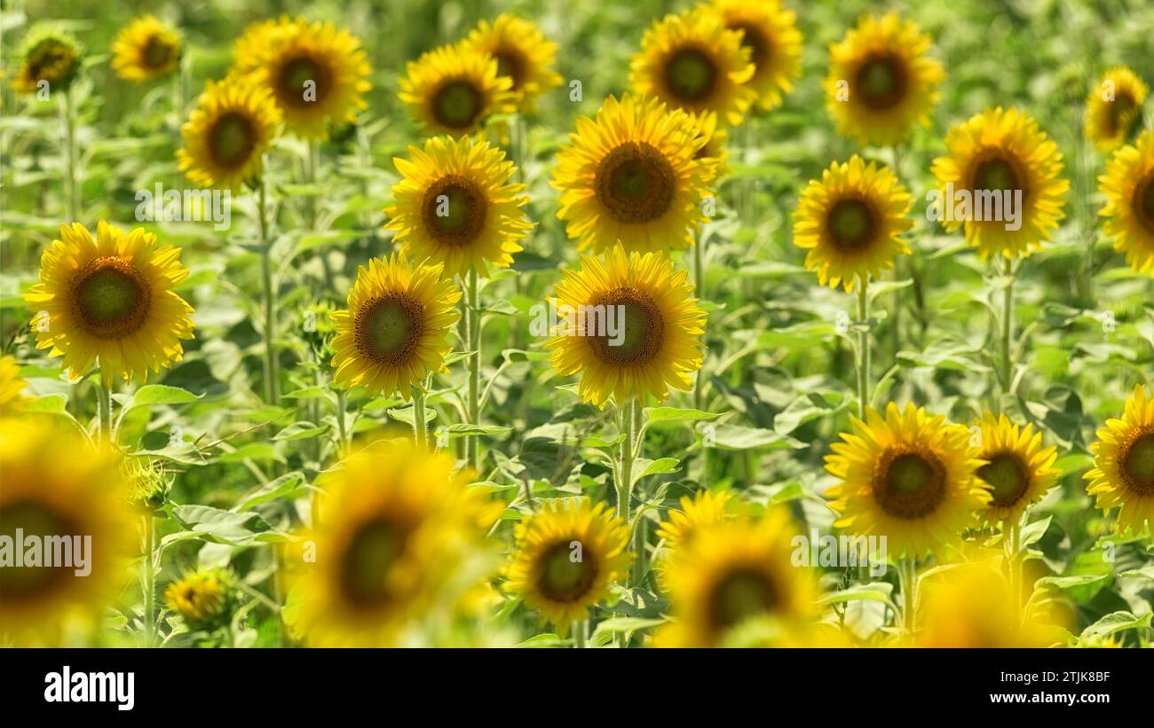 Sunflowers growing in a field. Soft hazy glow. Helianthus is a genus ...