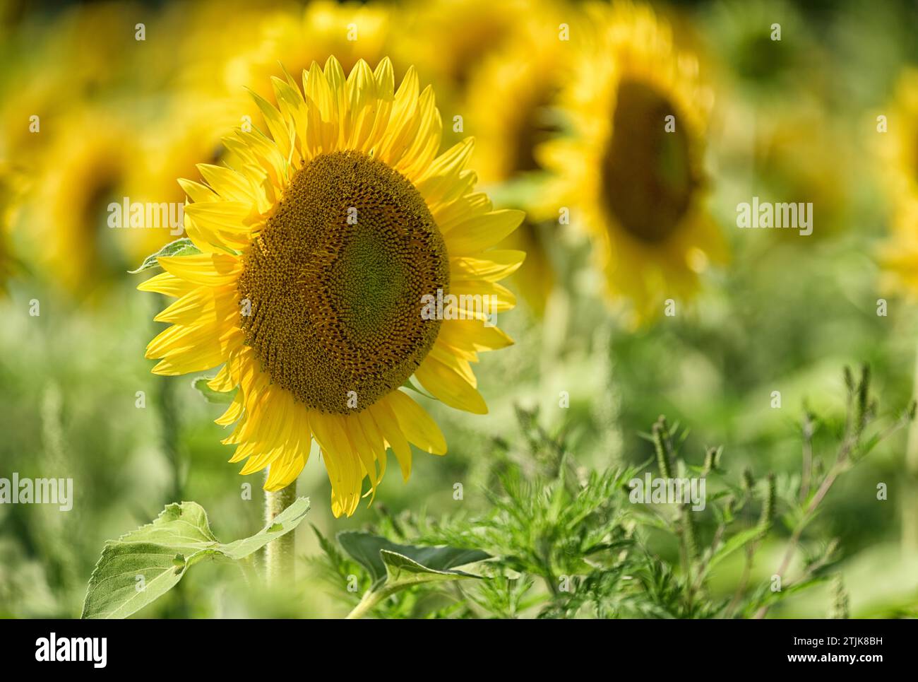 Sunflowers growing in a field. Soft hazy glow. Helianthus is a genus ...