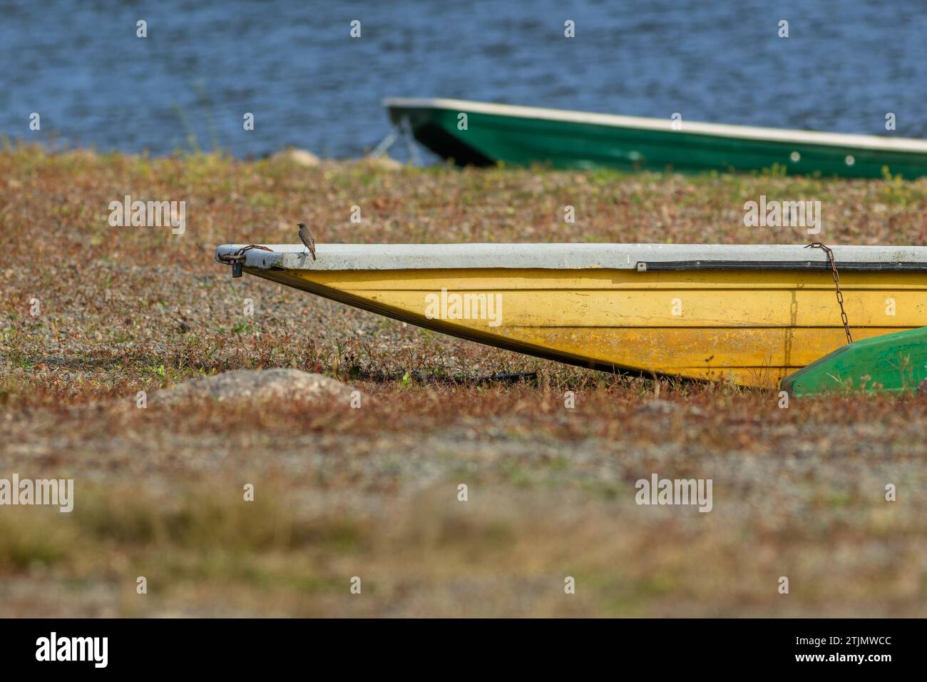 Two little boats, yellow and green wherries lying on the sandy shore. A ...