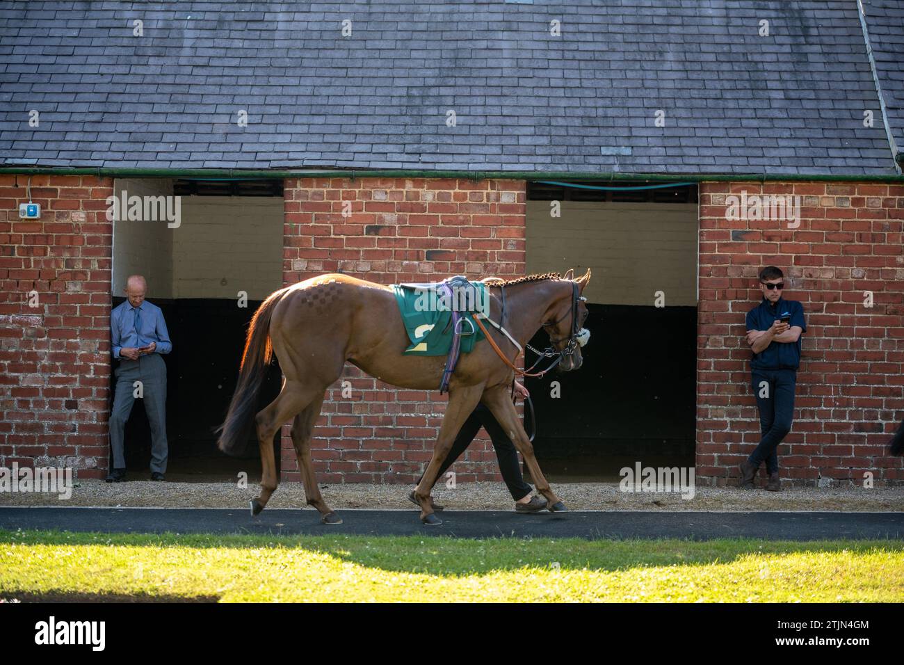 Race horse's in Ripon Races England 2023 Stock Photo - Alamy