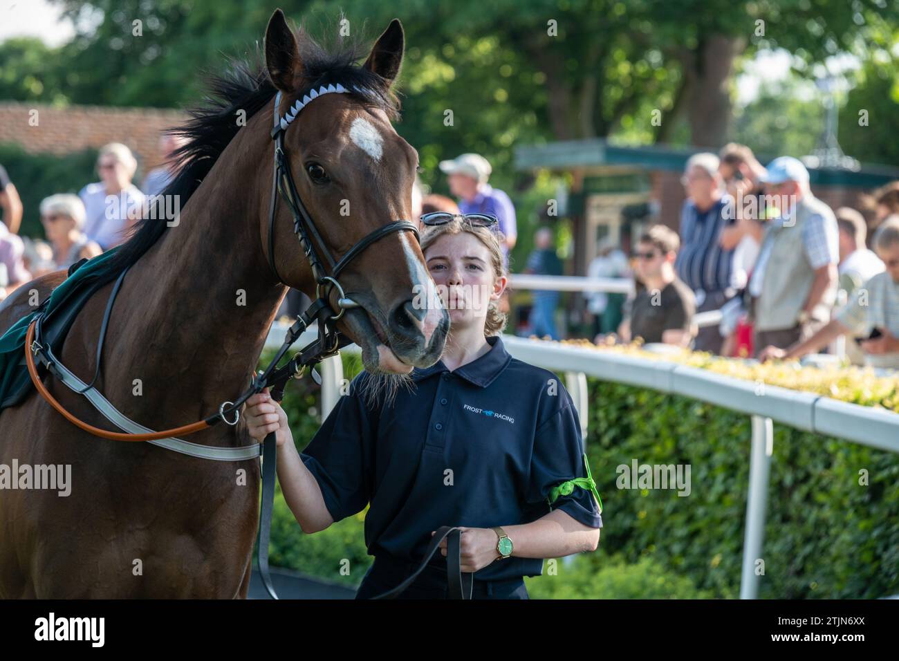 Race horse's in Ripon Races England 2023 Stock Photo - Alamy