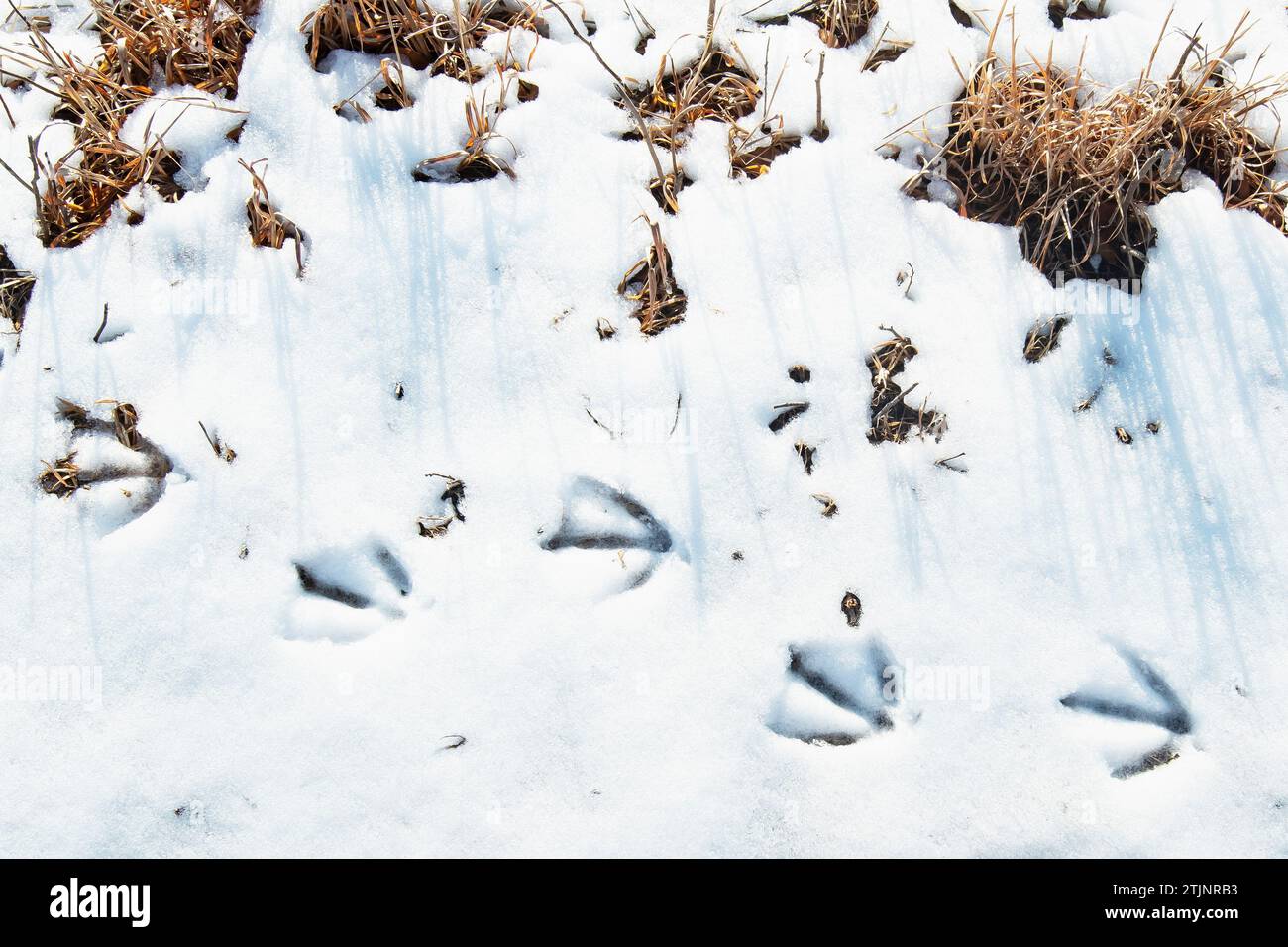 Canada geese tracks in snow Stock Photo - Alamy