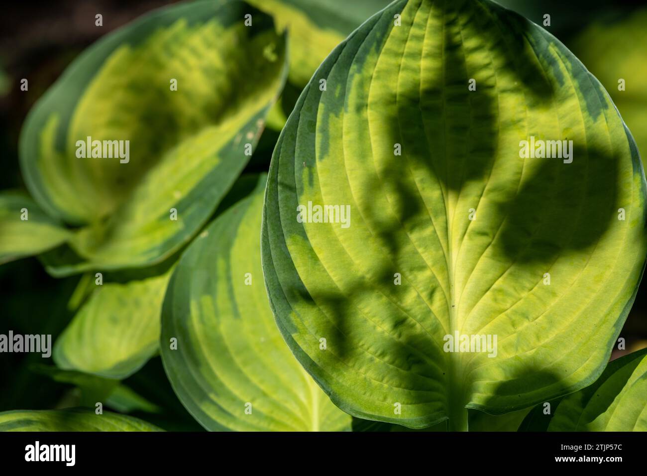 Hoja hosta hi-res stock photography and images - Alamy
