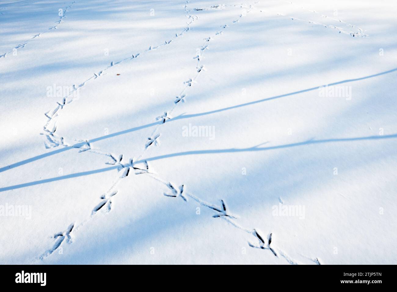 Tracks in nature hi-res stock photography and images - Alamy
