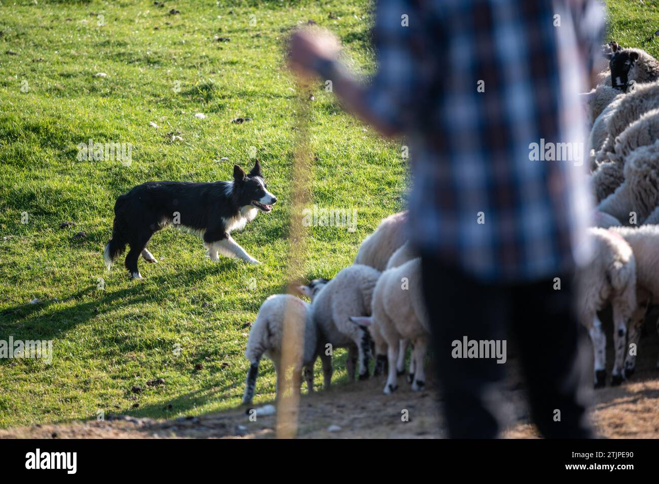 Sheep dog demonstration hi-res stock photography and images - Alamy