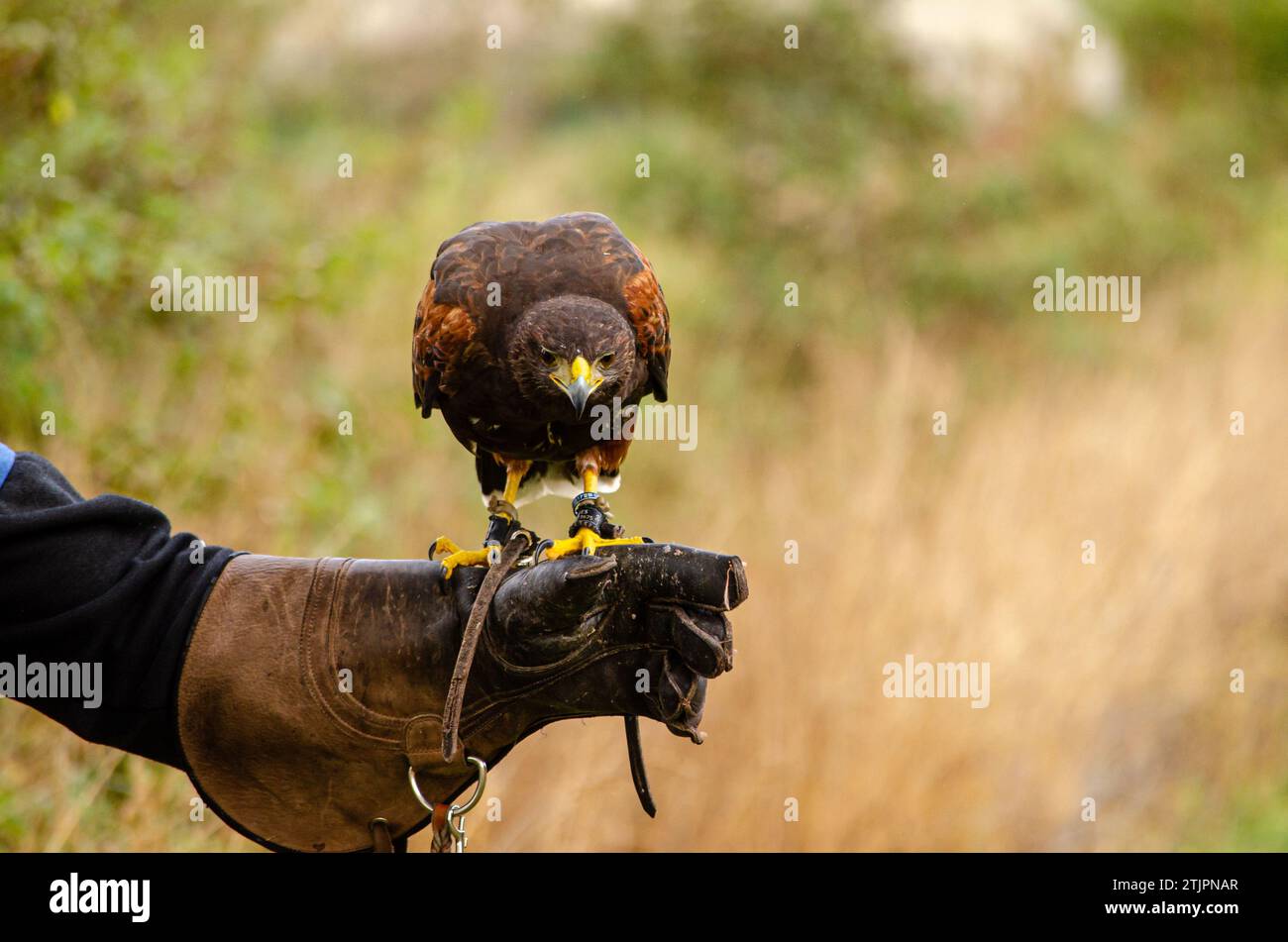 harris eagle perched on falconer's hand. Parabuteo Unicinctus Stock ...