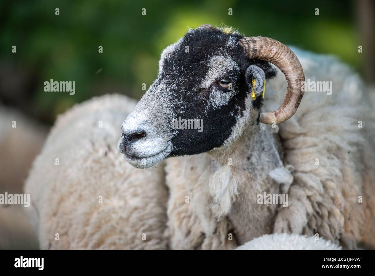 Swaledale Sheep posing on a field in Yorkshire England Stock Photo - Alamy