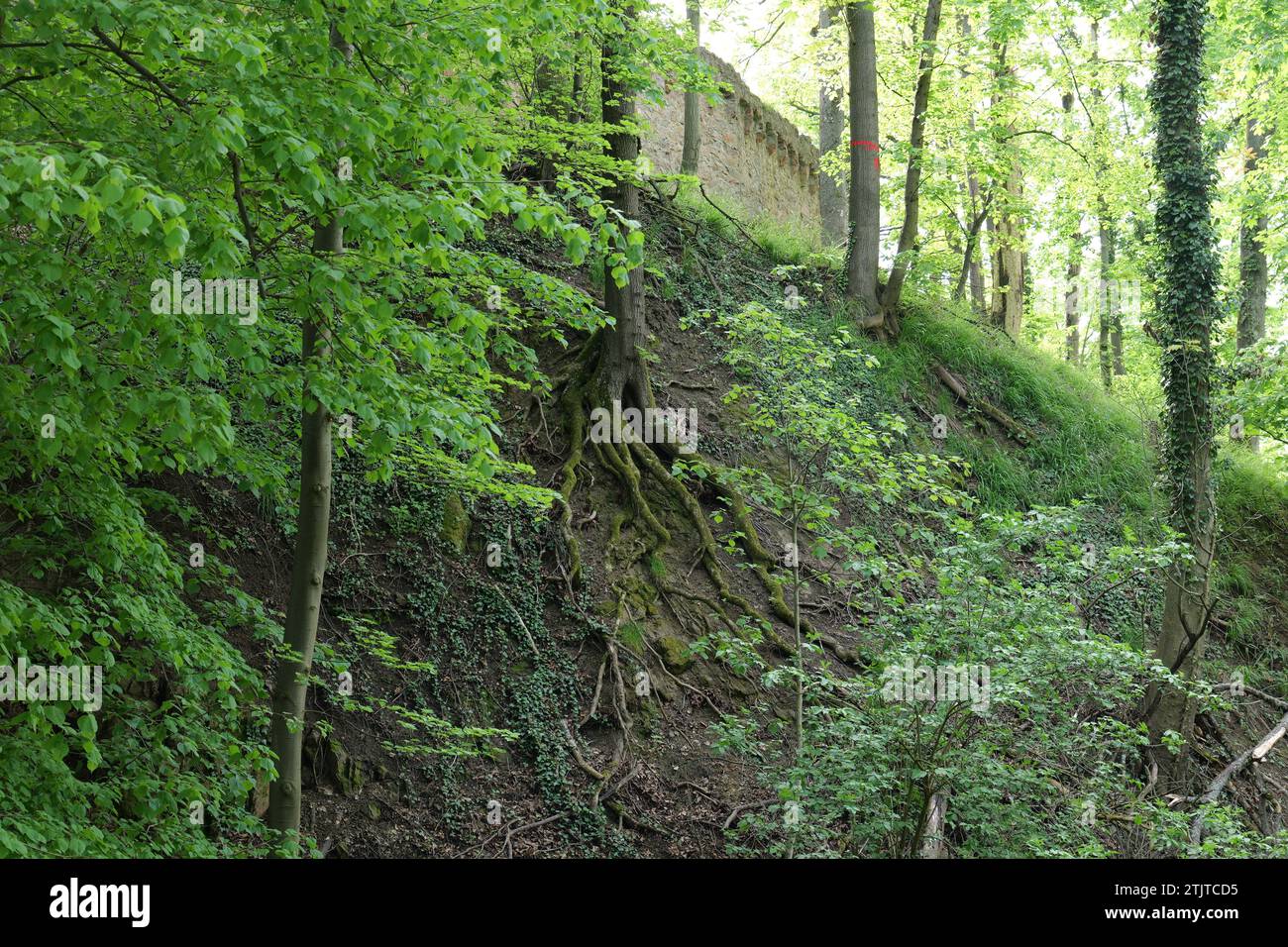 Tree roots in front of the historic wall Stock Photo - Alamy