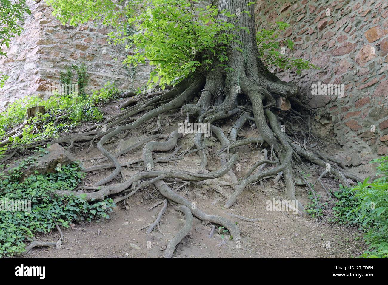 Tree roots in front of the historic wall Stock Photo - Alamy