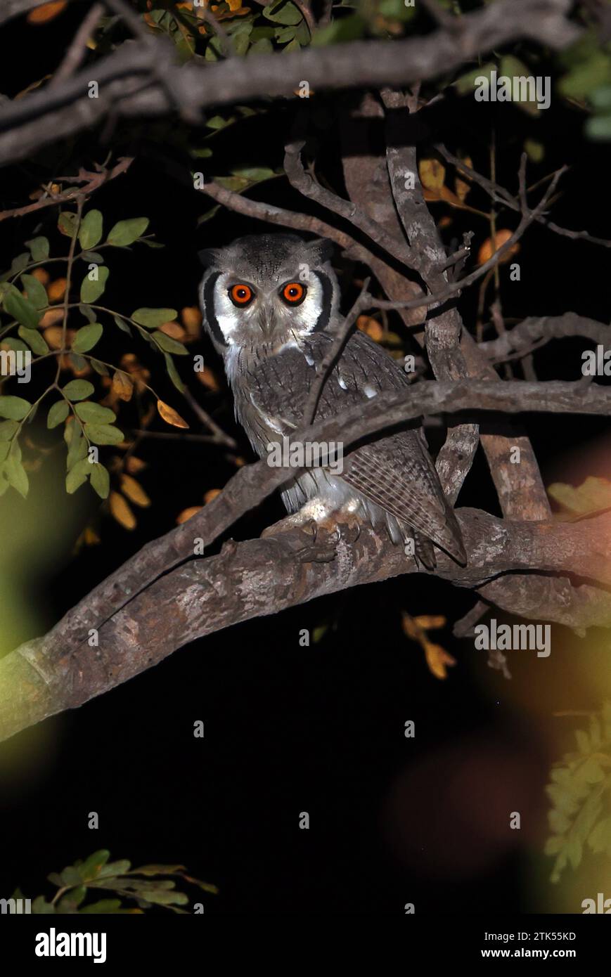 Northern White-faced Owl (Ptilopsis leucotis) adult perched in tree at ...