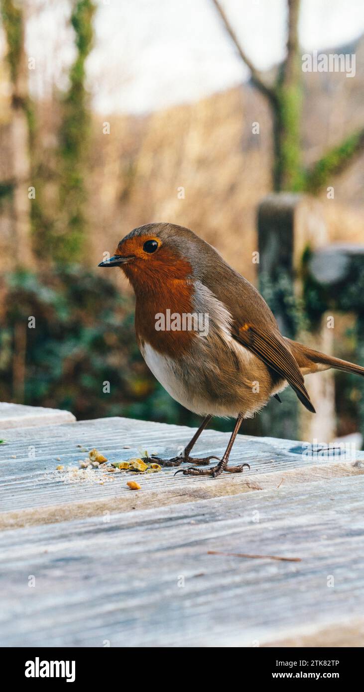 Robin bird table hi-res stock photography and images - Alamy