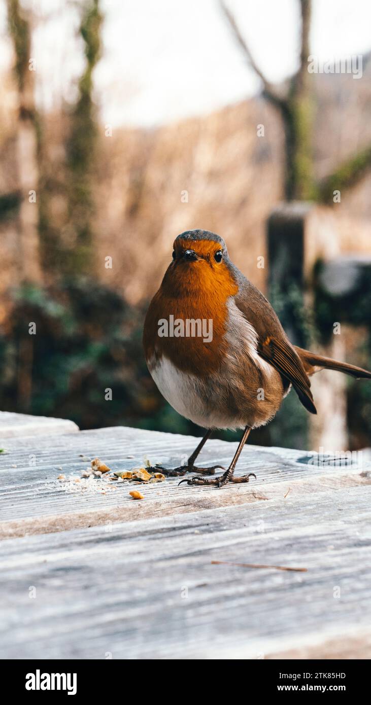 Robin bird table hi-res stock photography and images - Alamy