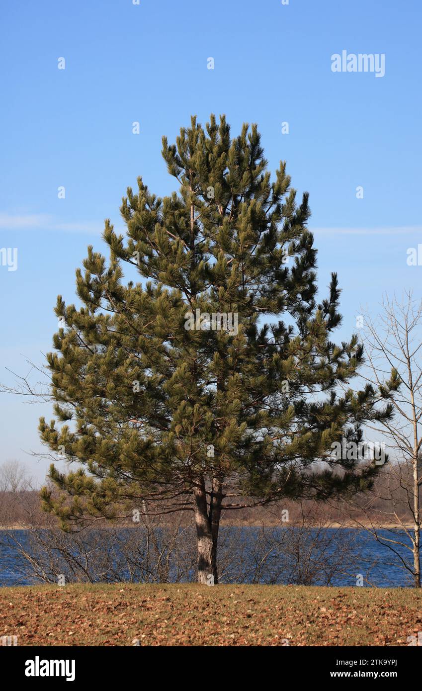 Tall pine lake shore hi-res stock photography and images - Alamy