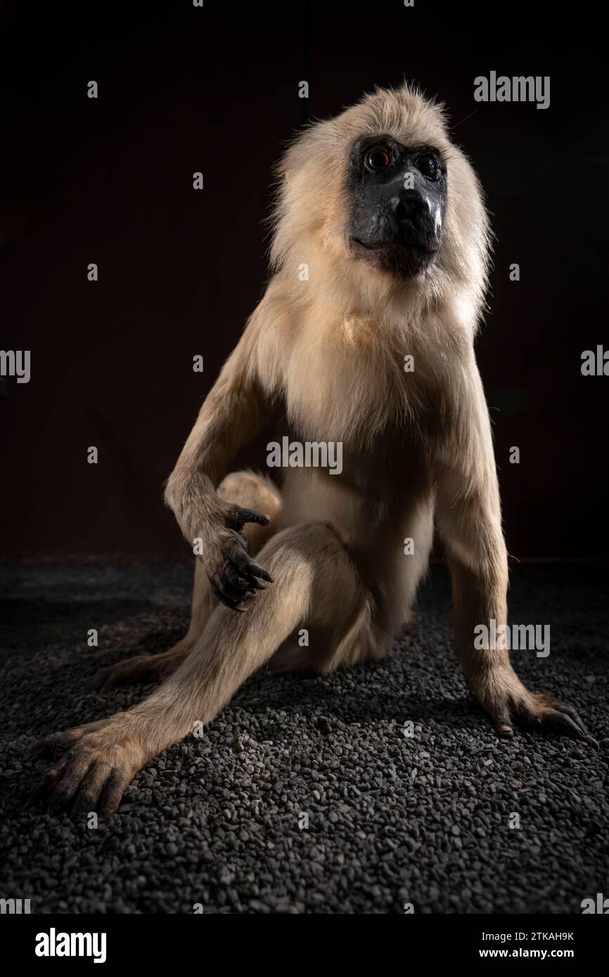 Paris, France - 12 15 2023: The Great Evolution Gallery of Paris. View ...