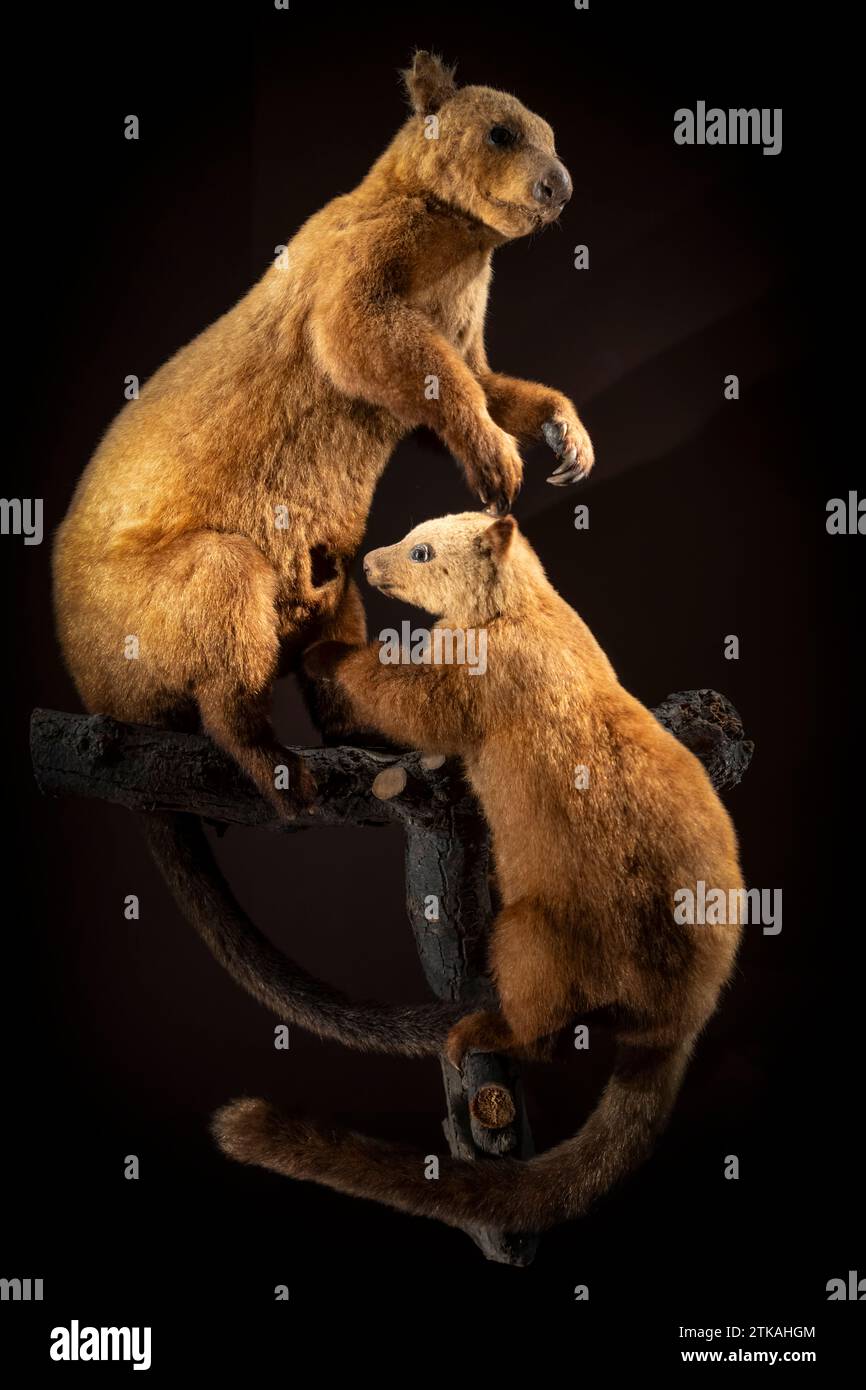 Paris, France - 12 15 2023: The Great Evolution Gallery of Paris. View ...