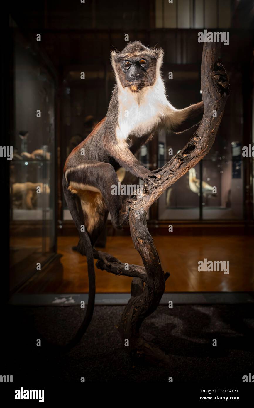 Paris, France - 12 15 2023: The Great Evolution Gallery of Paris. View ...