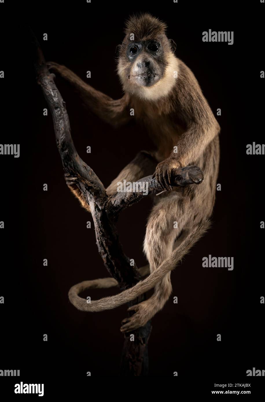 Paris, France - 12 15 2023: The Great Evolution Gallery of Paris. View ...