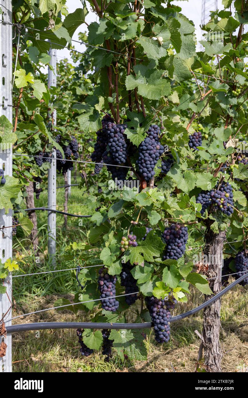 Pearl grape hi-res stock photography and images - Alamy