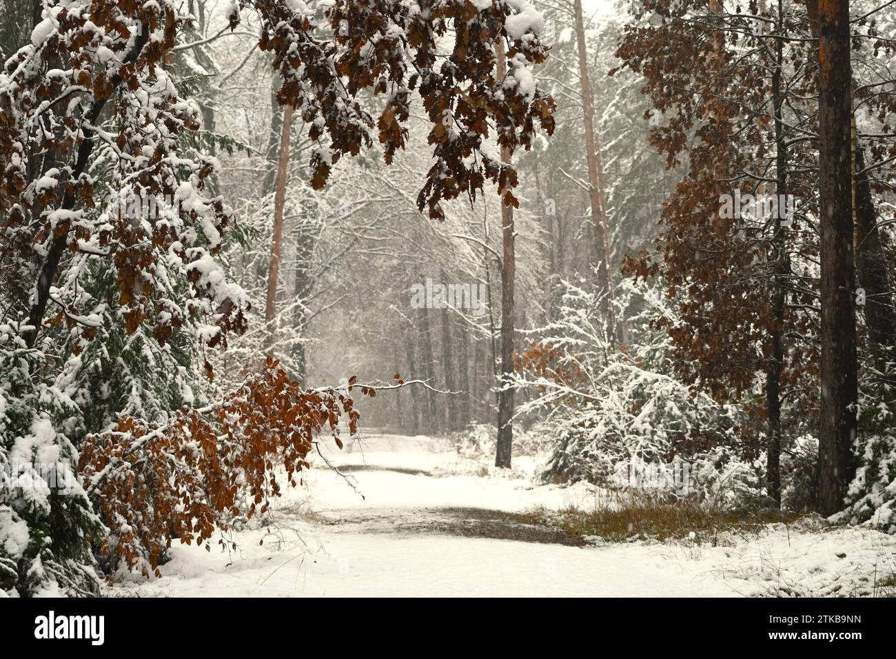 ''Winter in Germany'' Stock Photo - Alamy