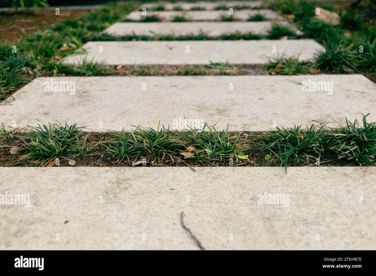 concrete steps pathway with green grass growing in between for ...